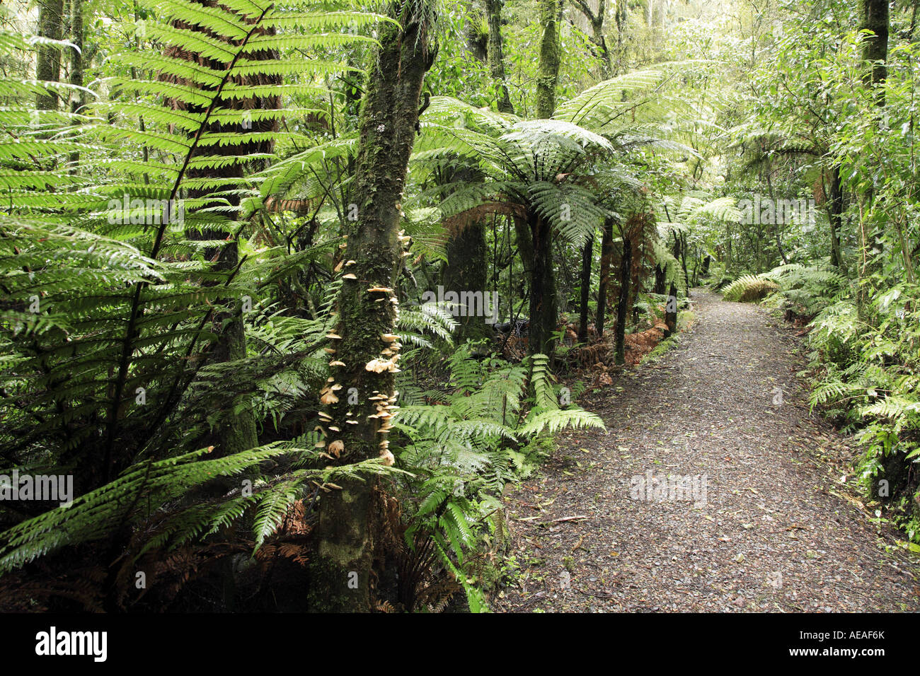 Pureora Forest Park, North Island, New Zealand Stock Photo - Alamy