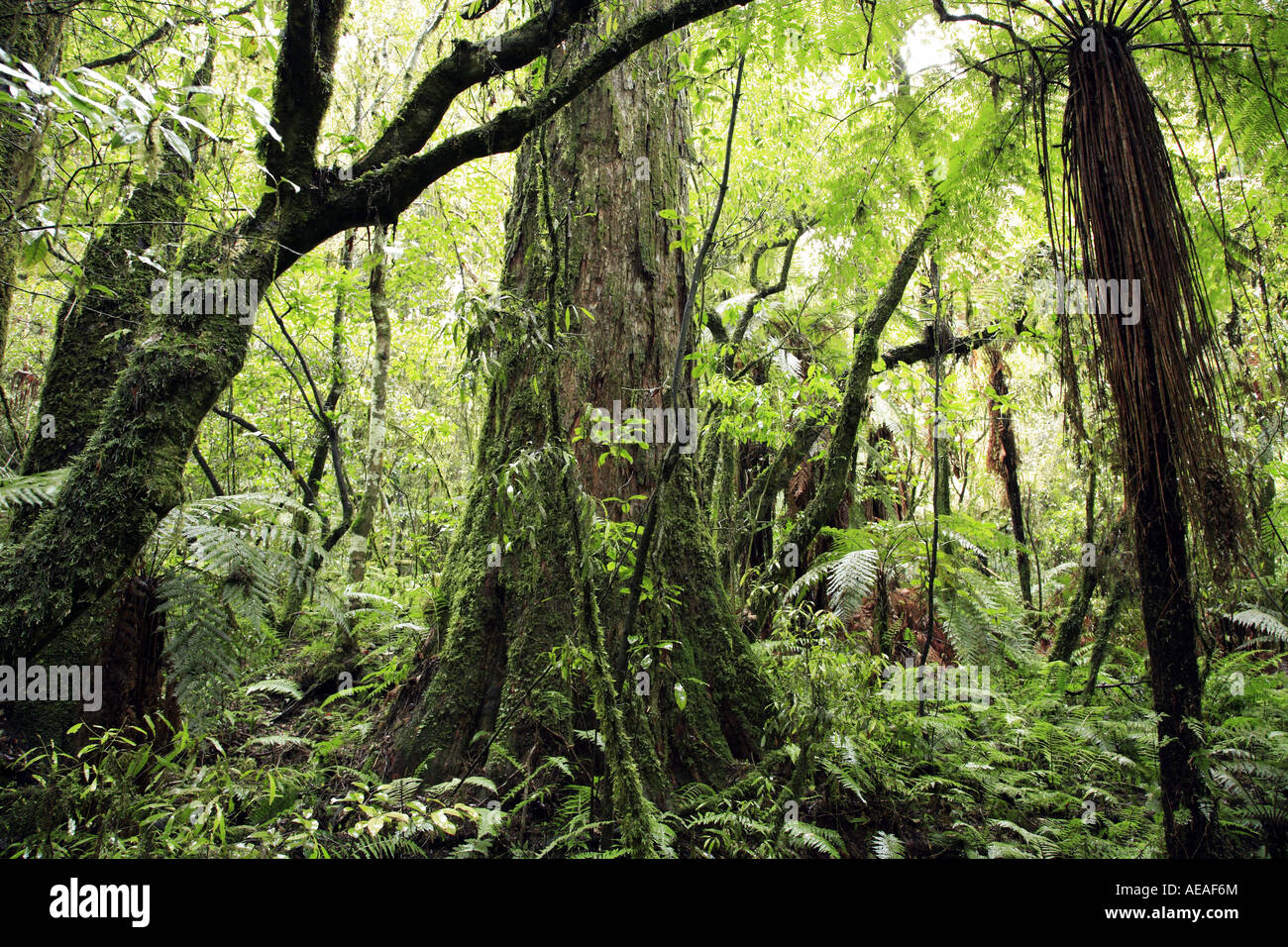 Pureora forest park hi-res stock photography and images - Alamy