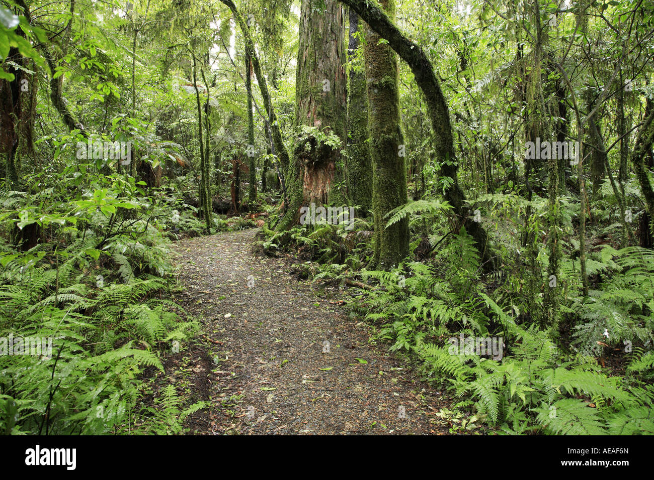 Pureora Forest Park, North Island, New Zealand Stock Photo - Alamy