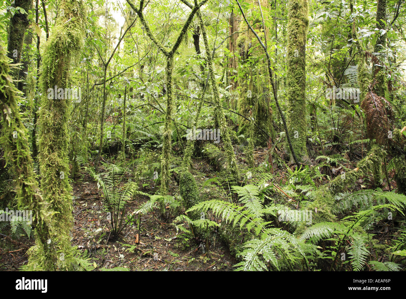 Pureora Forest Park, North Island, New Zealand Stock Photo - Alamy