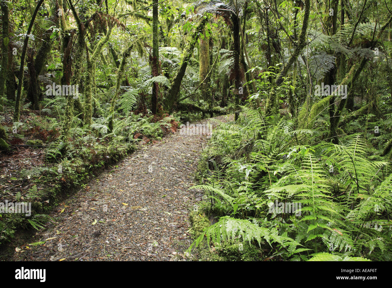 Pureora Forest Park, Central North Island, New Zealand Stock Photo - Alamy