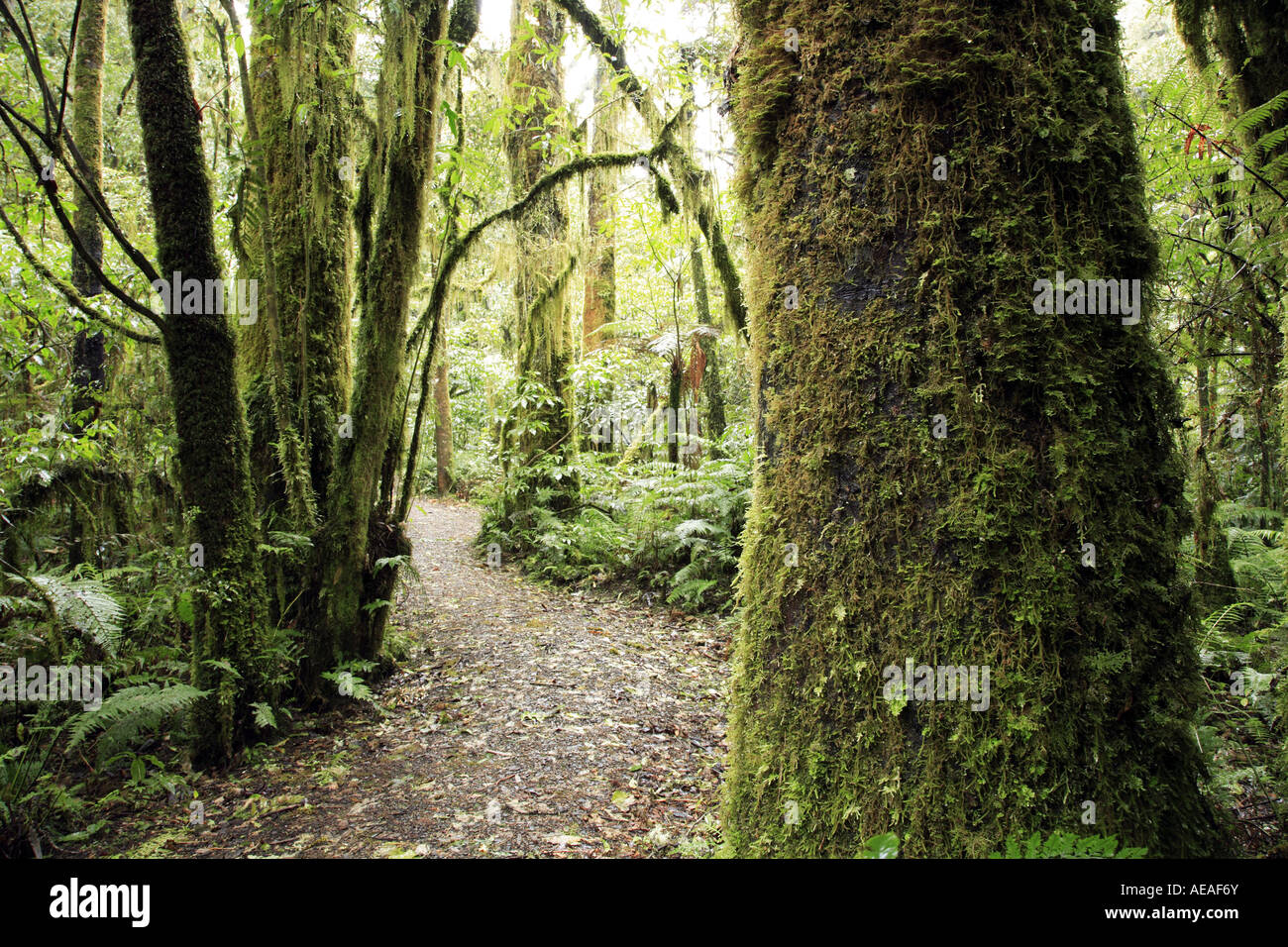 Pureora Forest Park, North Island, New Zealand Stock Photo - Alamy