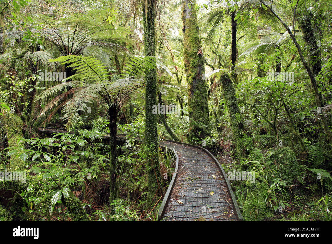 Pureora Forest Park, North Island, New Zealand Stock Photo - Alamy