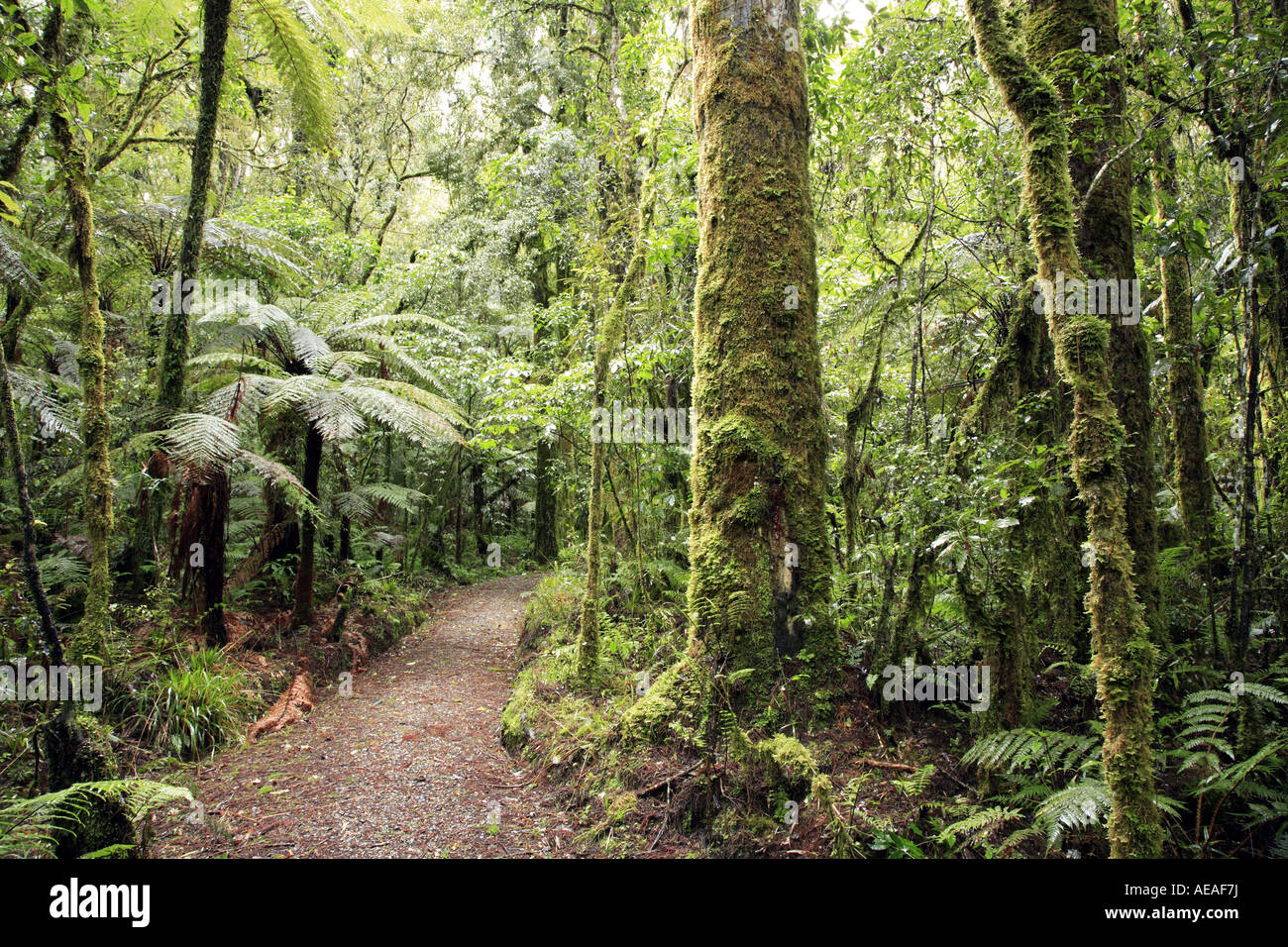 Pureora Forest Park, North Island, New Zealand Stock Photo - Alamy