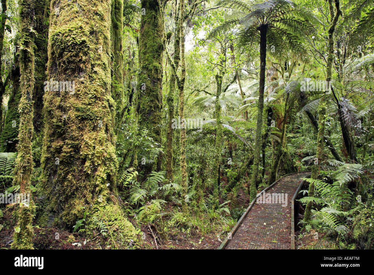 Pureora Forest Park, North Island, New Zealand Stock Photo - Alamy