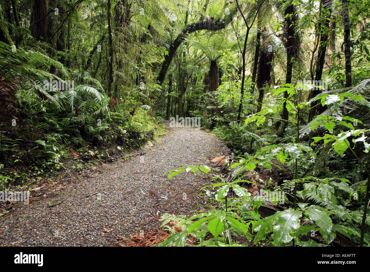 Pureora Forest Park High Resolution Stock Photography and Images - Alamy