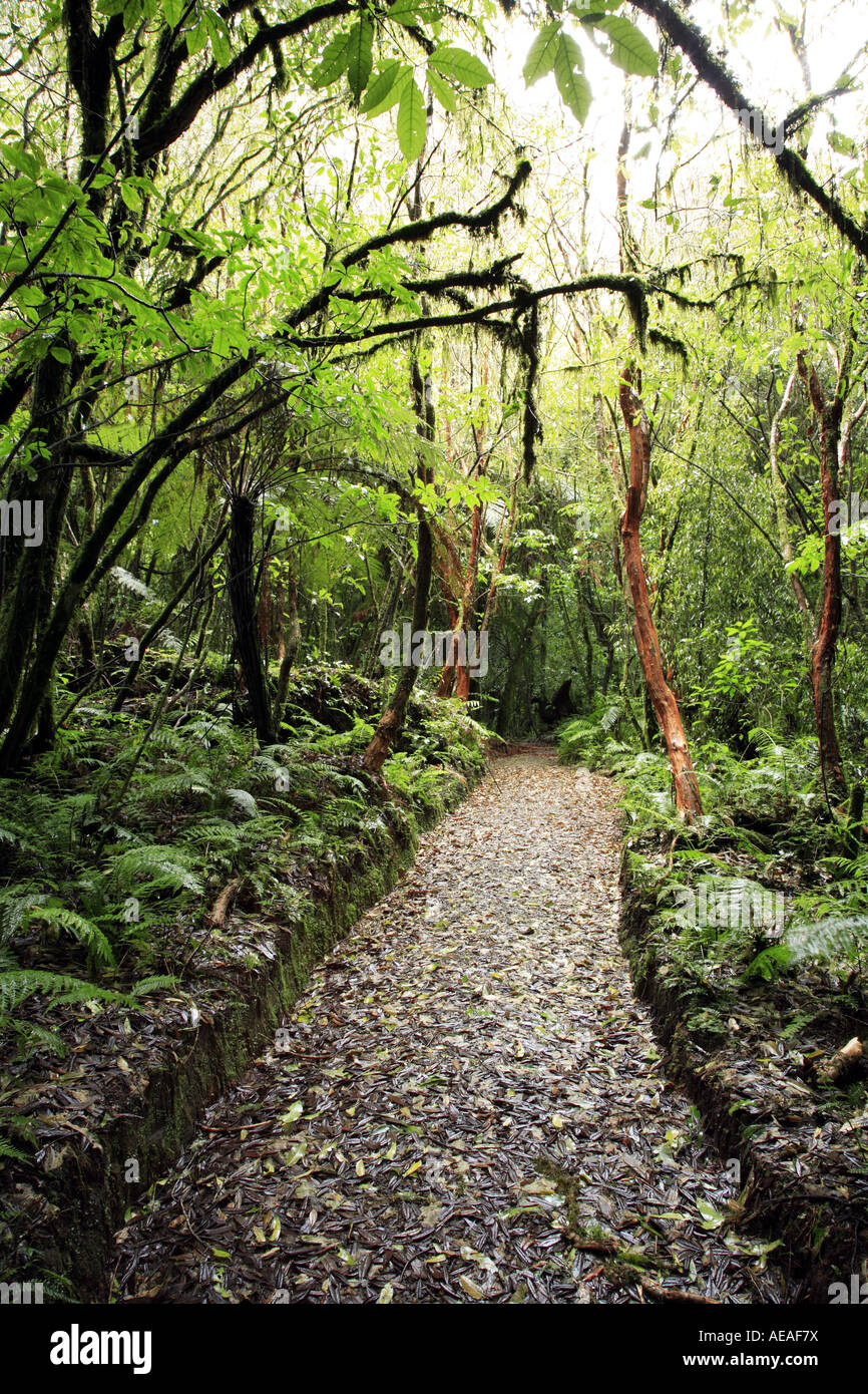Trail inside Pureora Forest Park, Central North Island, New Zealand ...