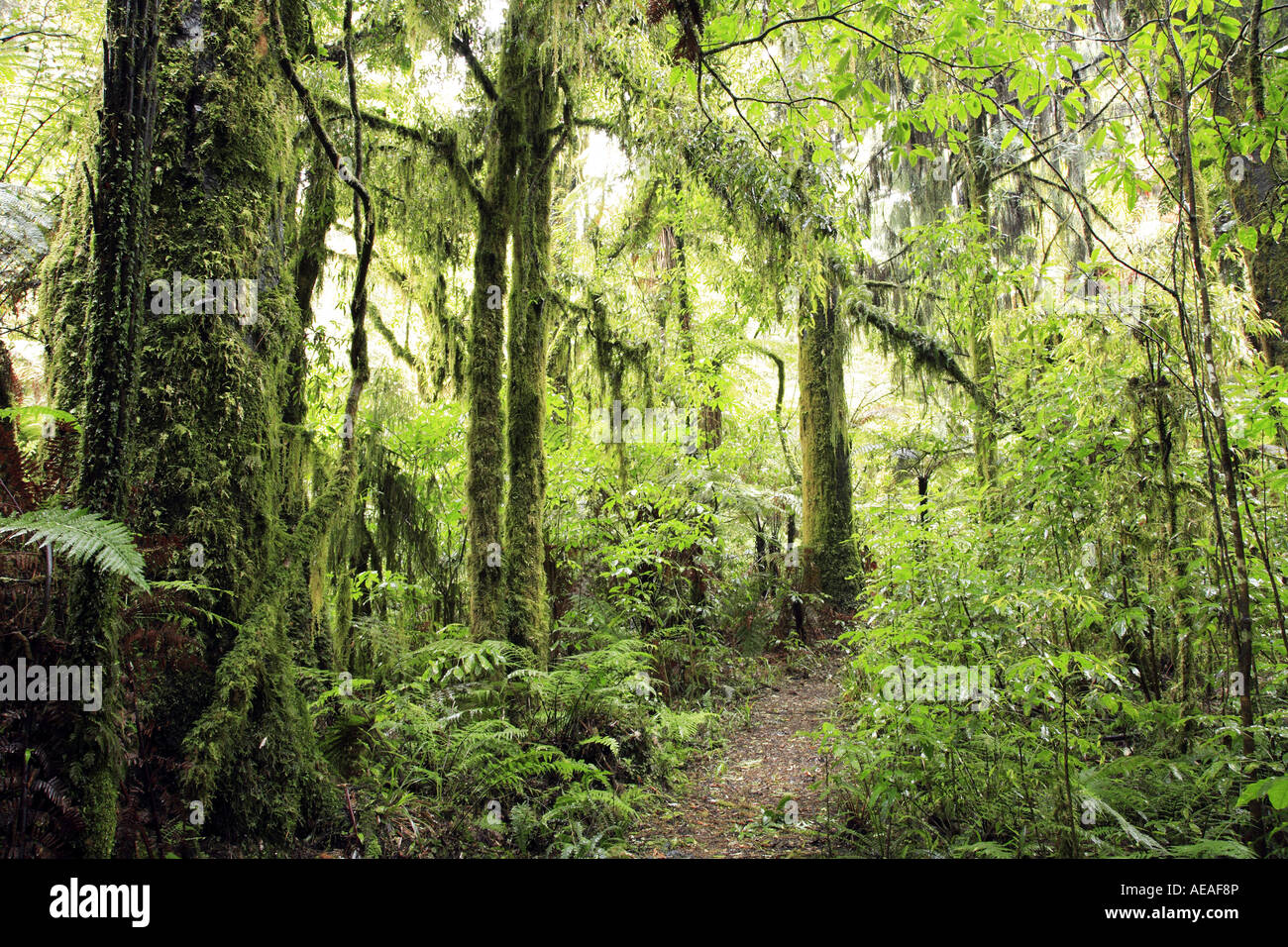 Pureora Forest Park, Central North Island, New Zealand Stock Photo - Alamy