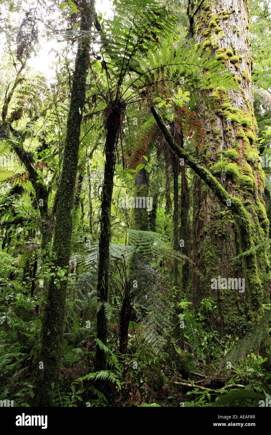 Pureora Forest Park, North Island, New Zealand Stock Photo - Alamy