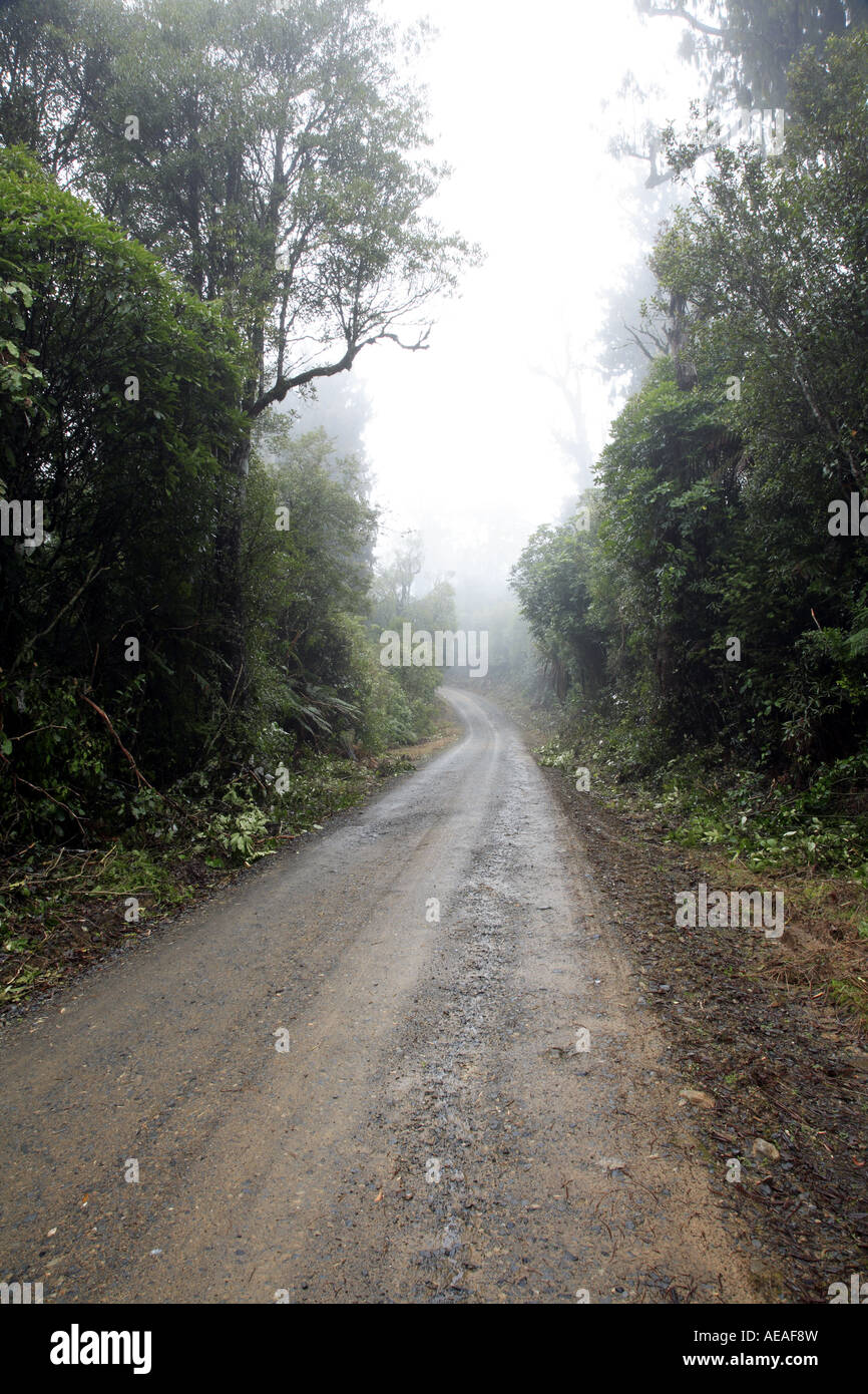 Gravel road inside Pureora Forest Park, North Island, New Zealand Stock ...