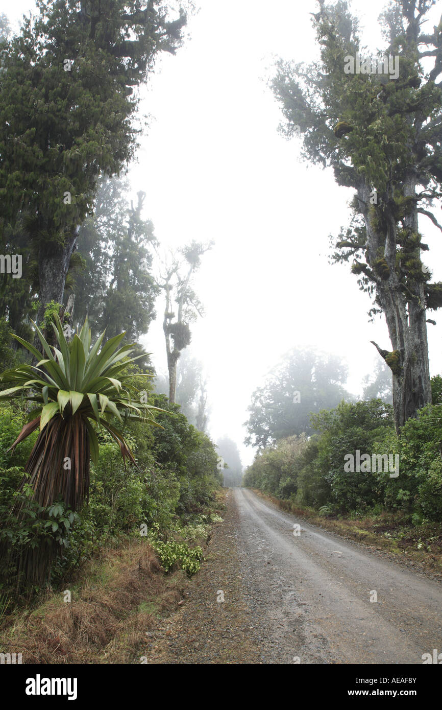 Gravel road inside Pureora Forest Park, North Island, New Zealand Stock ...