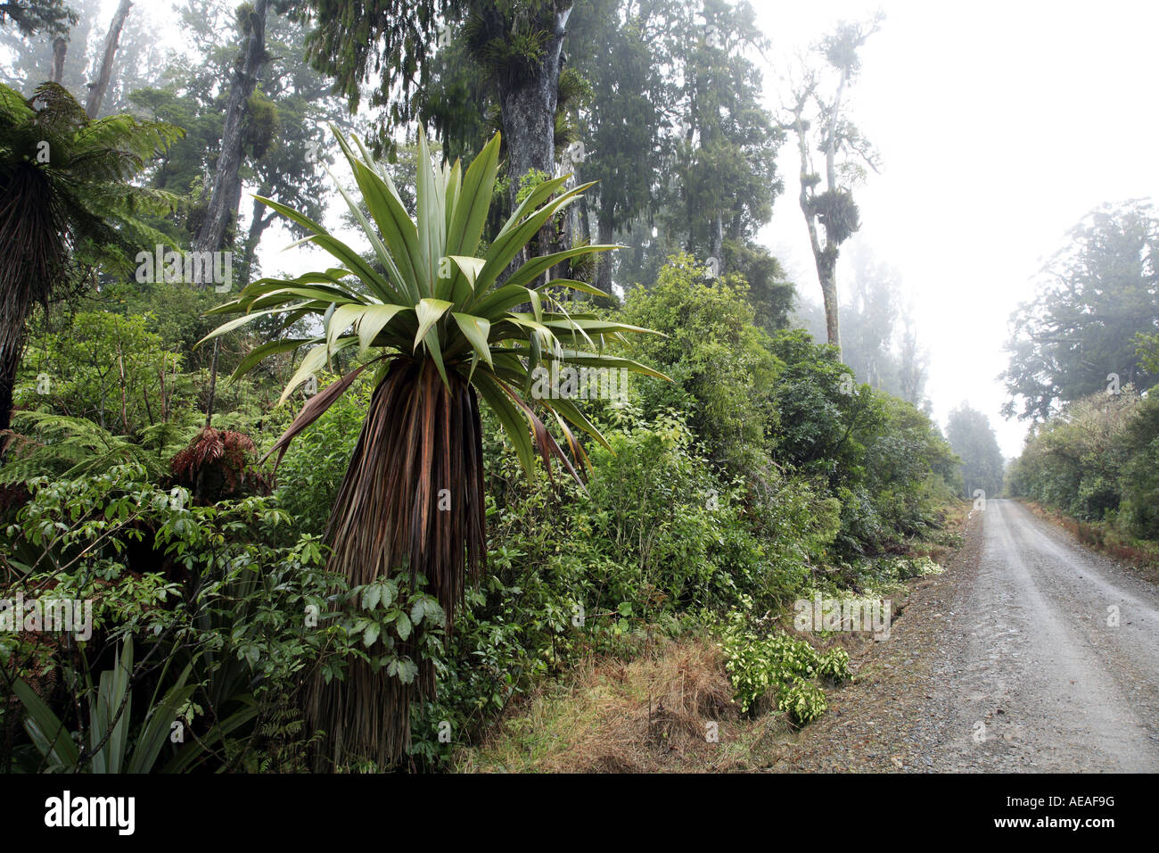 Gravel road inside Pureora Forest Park, North Island, New Zealand Stock ...