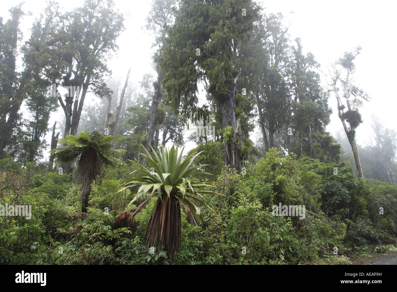 Pureora Forest Park, North Island, New Zealand Stock Photo - Alamy