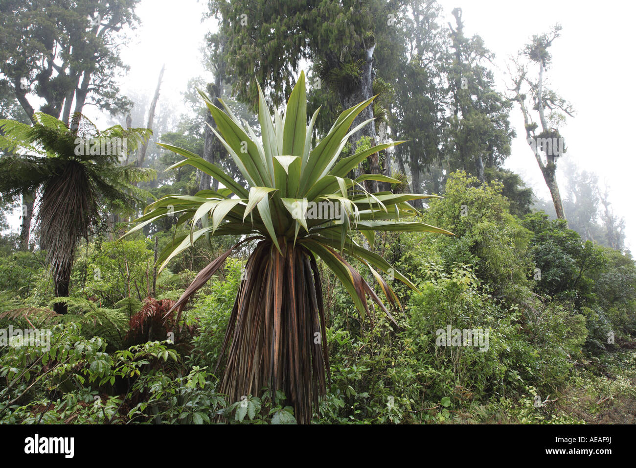 Pureora Forest Park, North Island, New Zealand Stock Photo - Alamy