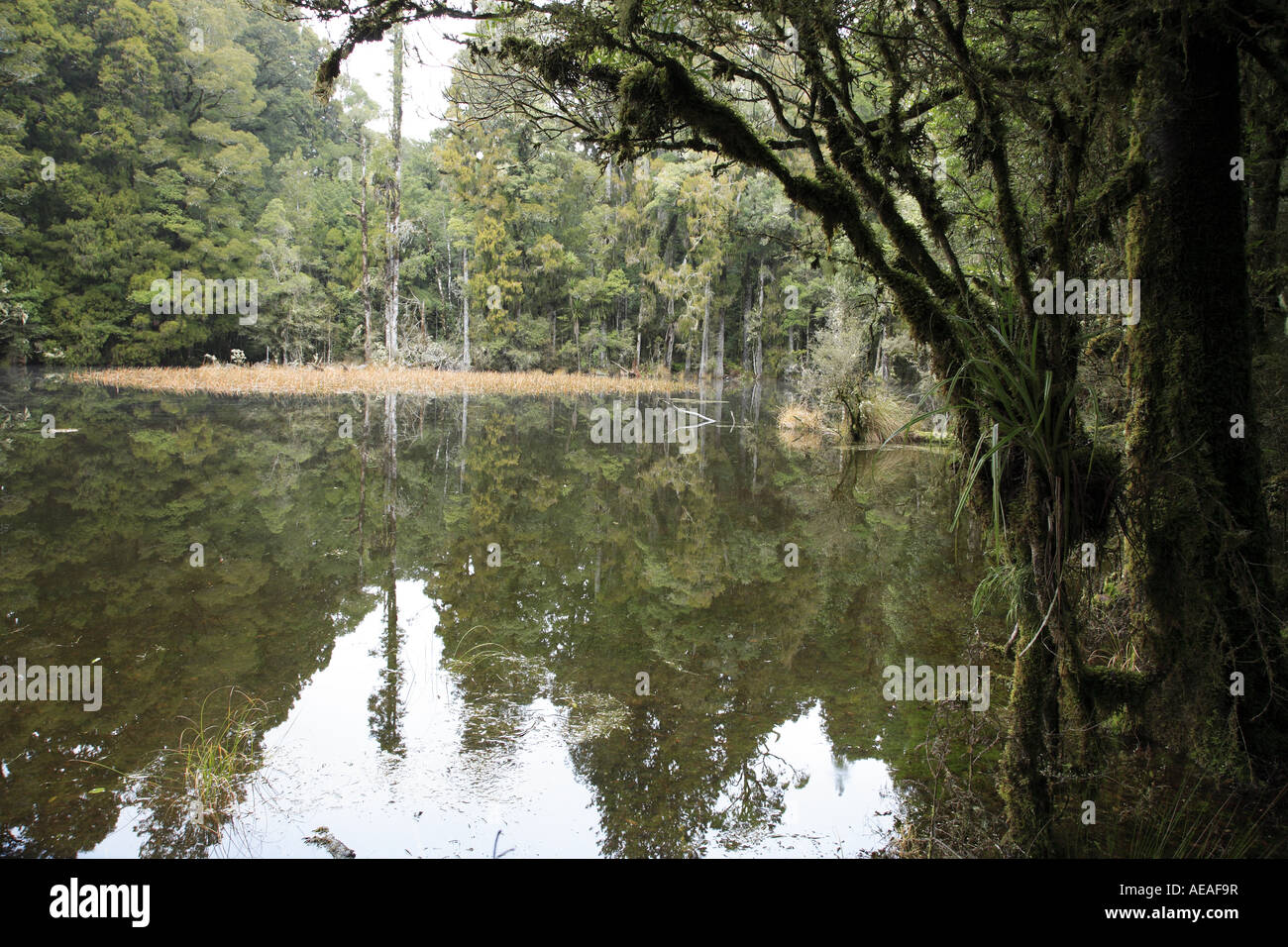 Waihora Lagoon, Pureora Forest Park, North Island New Zealand Stock ...