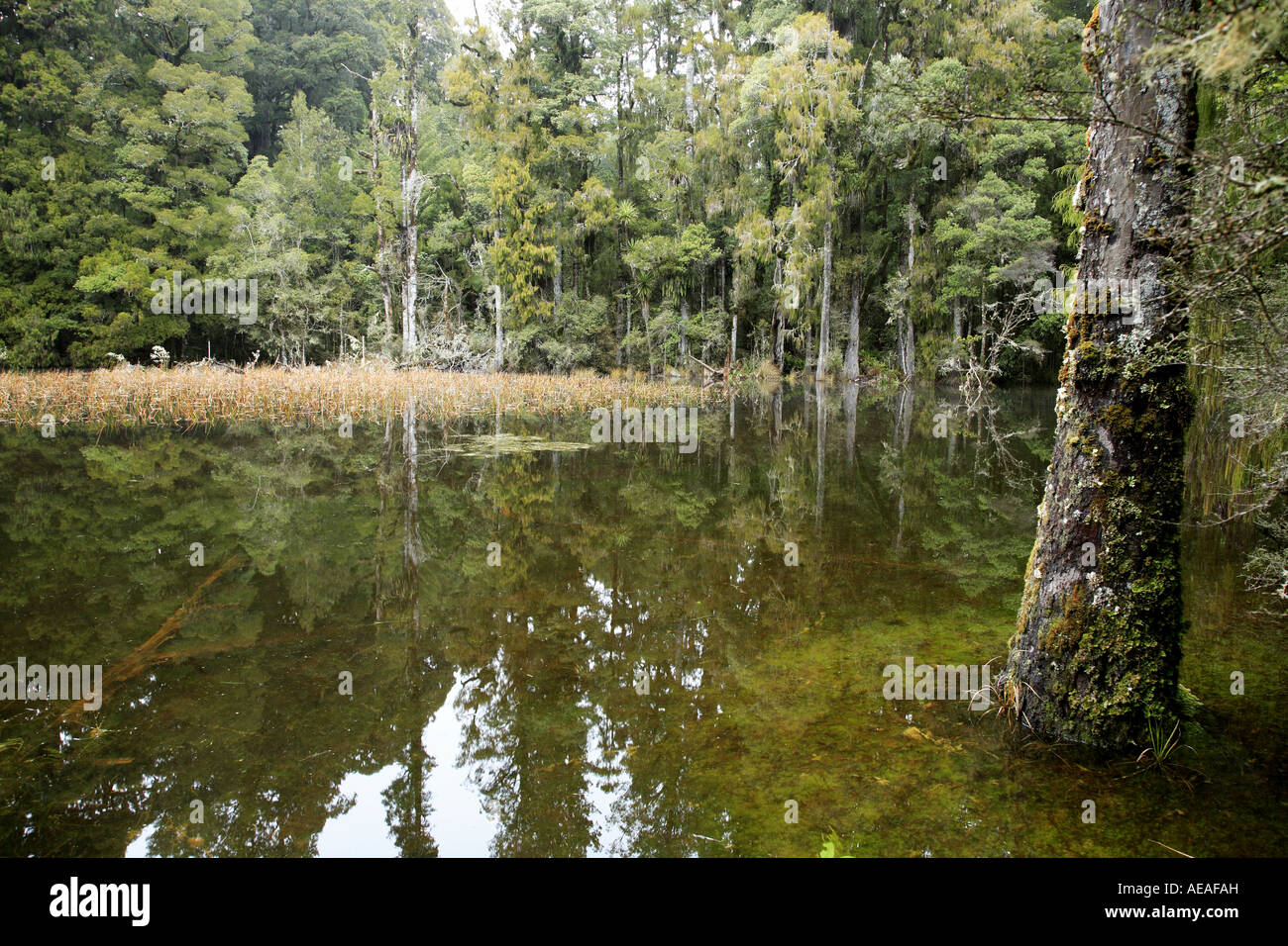 Waihora Lagoon, Pureora Forest Park, North Island New Zealand Stock ...