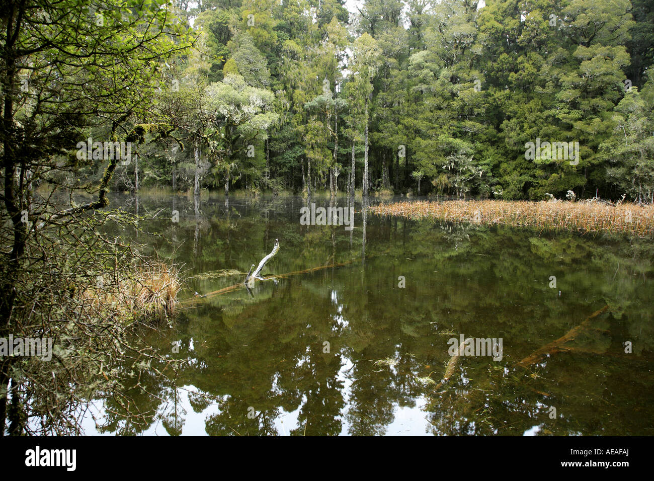 Waihora Lagoon, Pureora Forest Park, Central North Island, New Zealand ...