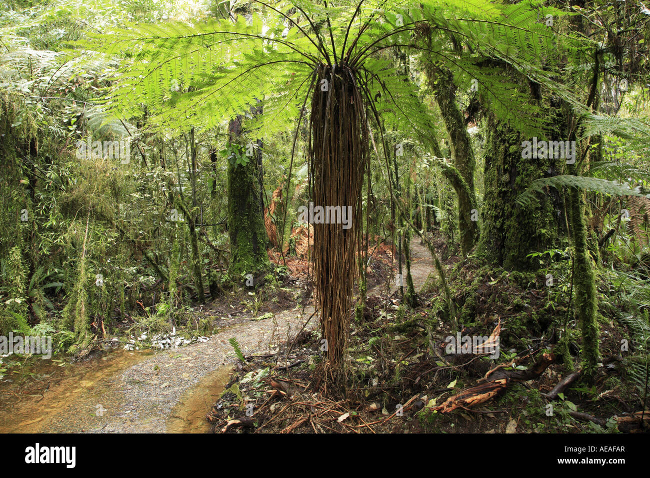 Pureora forest park hi-res stock photography and images - Alamy
