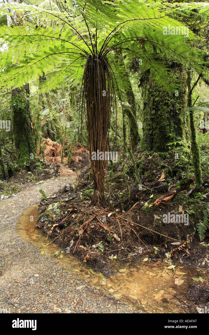 Pureora Forest Park, North Island, New Zealand Stock Photo - Alamy