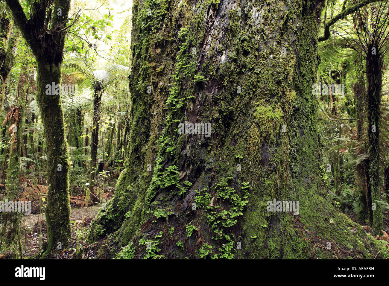 Giant tree trunk in Pureora Forest Park, North Island, New Zealand ...