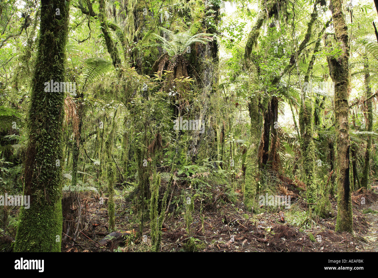 Pureora Forest Park, North Island, New Zealand Stock Photo - Alamy