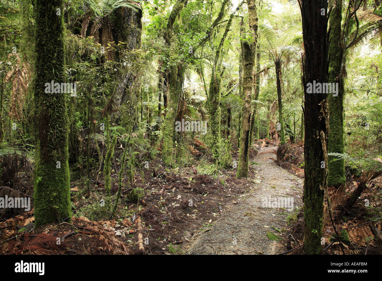 Trail inside Pureora Forest Park, North Island, New Zealand Stock Photo ...