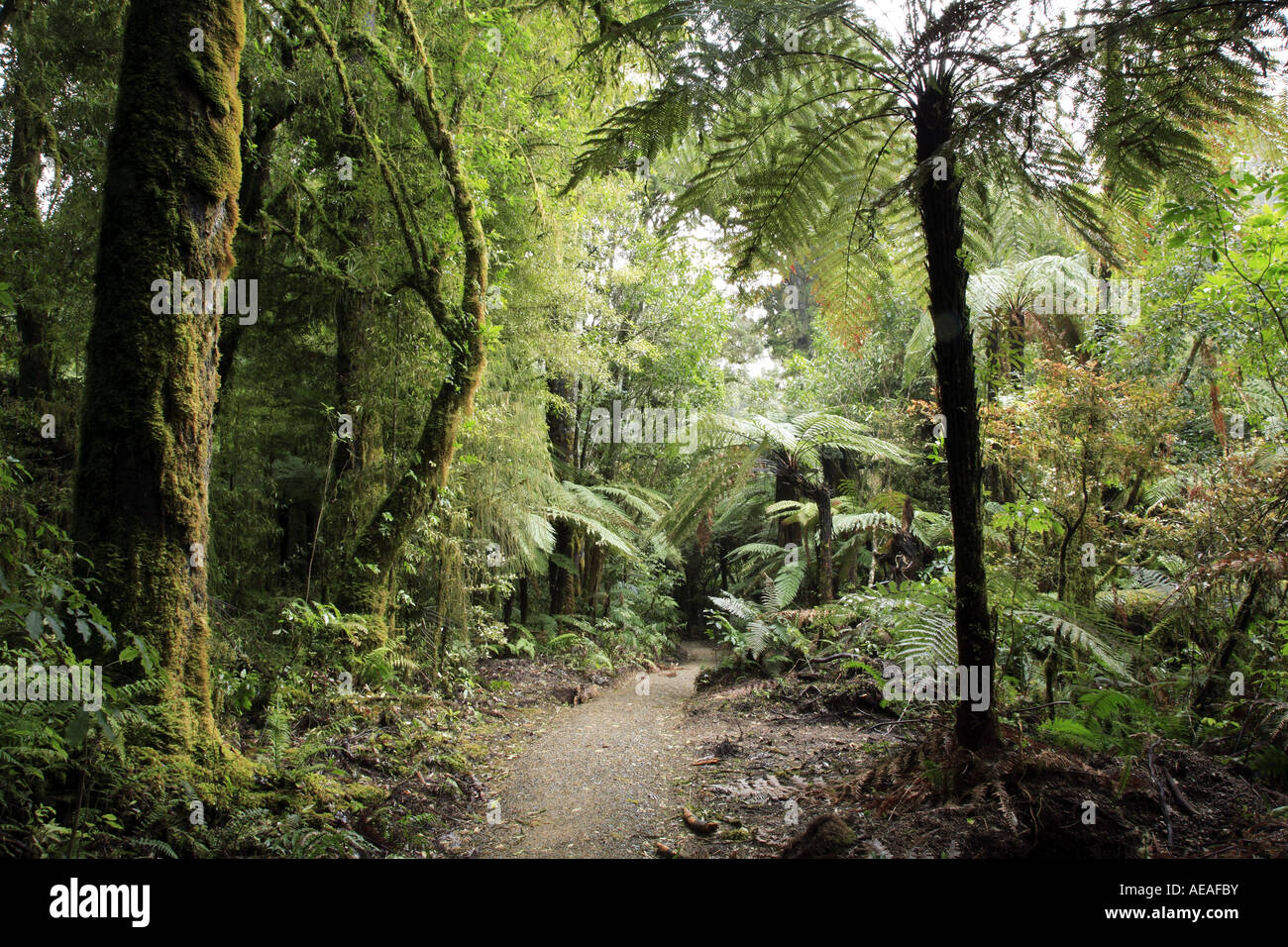 Path inside Pureora Forest Park, Central North Island, New Zealand ...