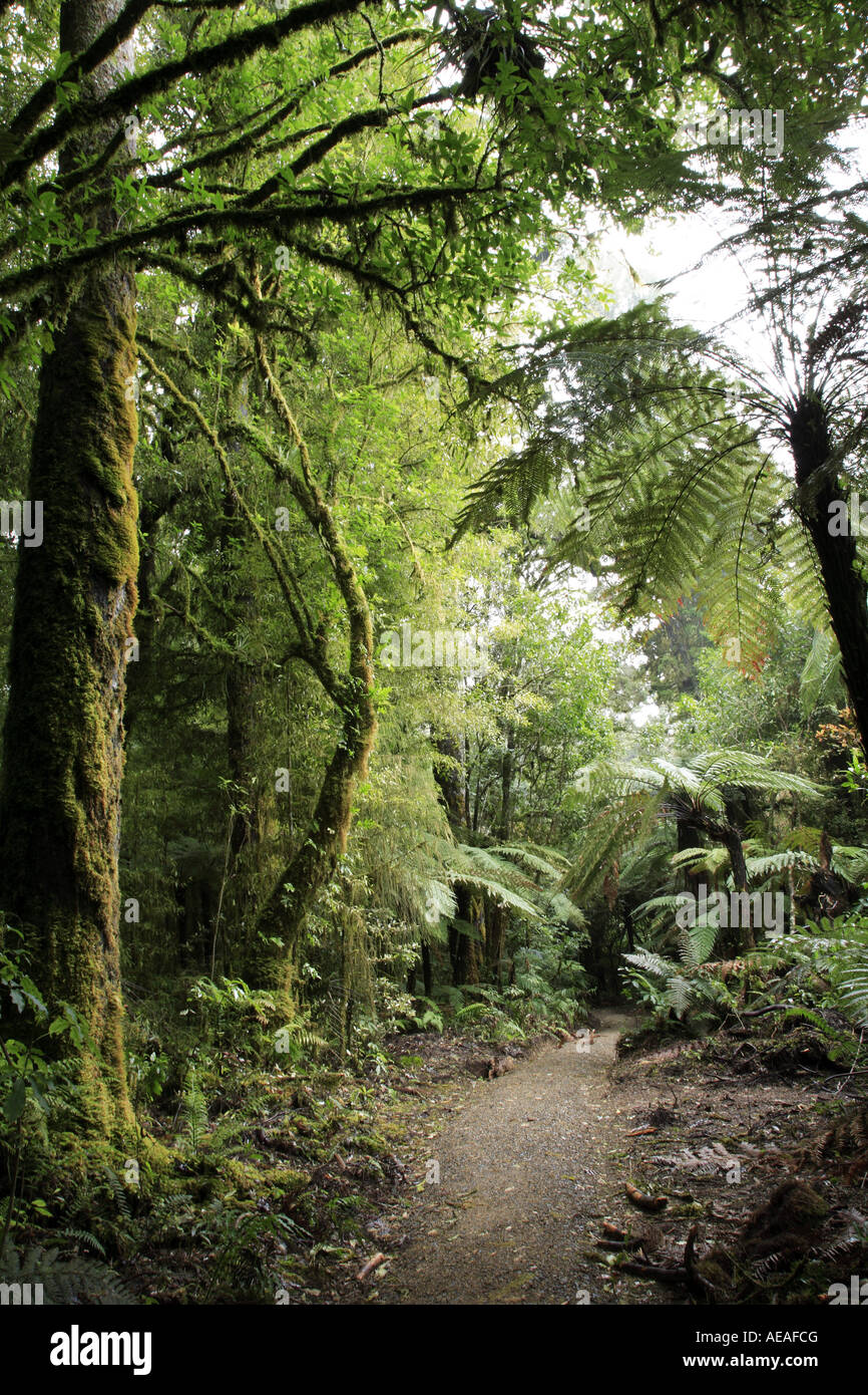 Trail inside Pureora Forest Park, Central North Island, New Zealand ...