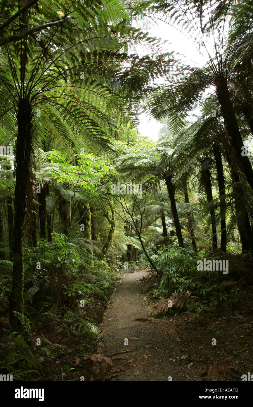 Pureora Forest Park Stock Photos & Pureora Forest Park Stock Images - Alamy