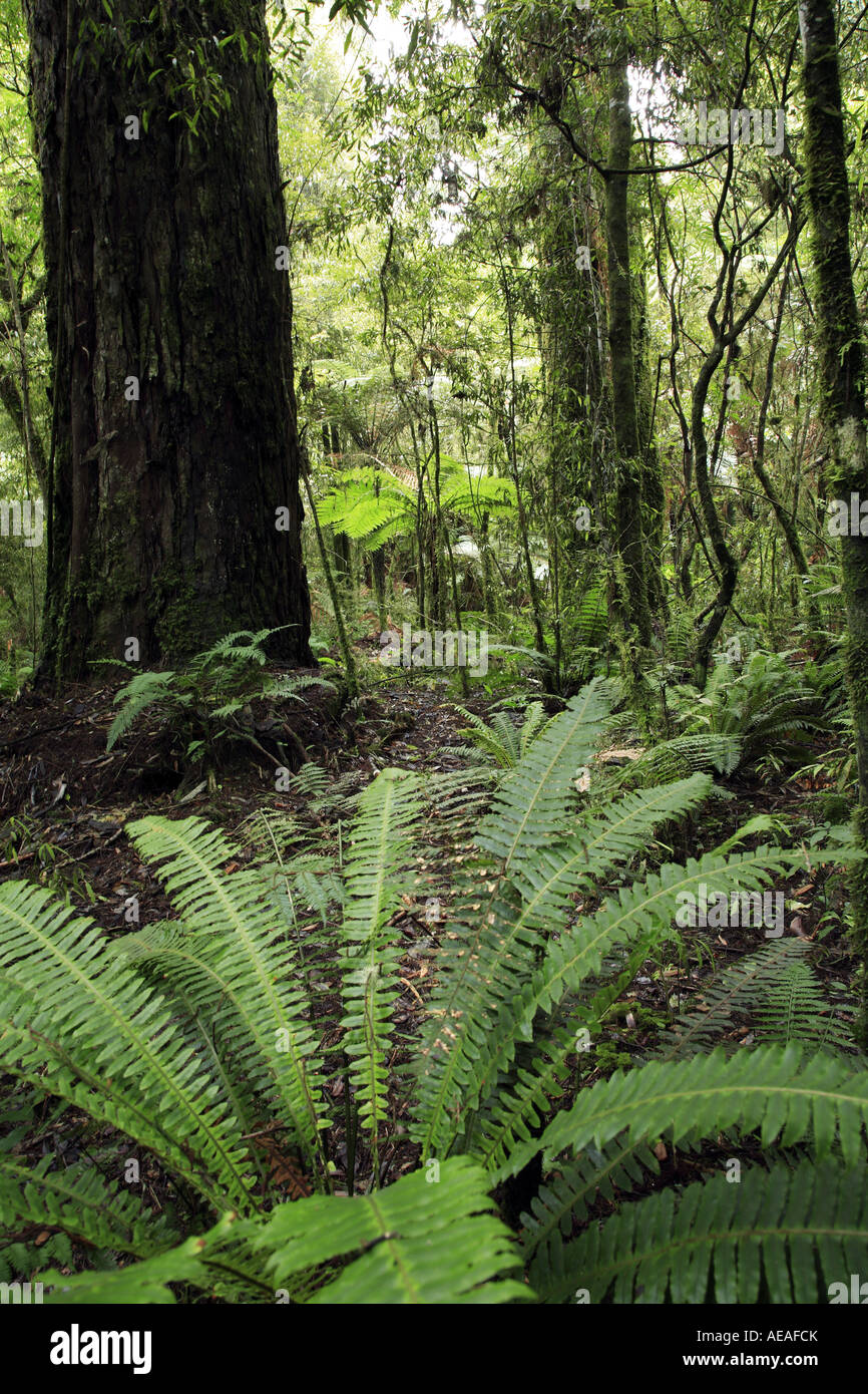 Pureora Forest Park, North Island, New Zealand Stock Photo - Alamy