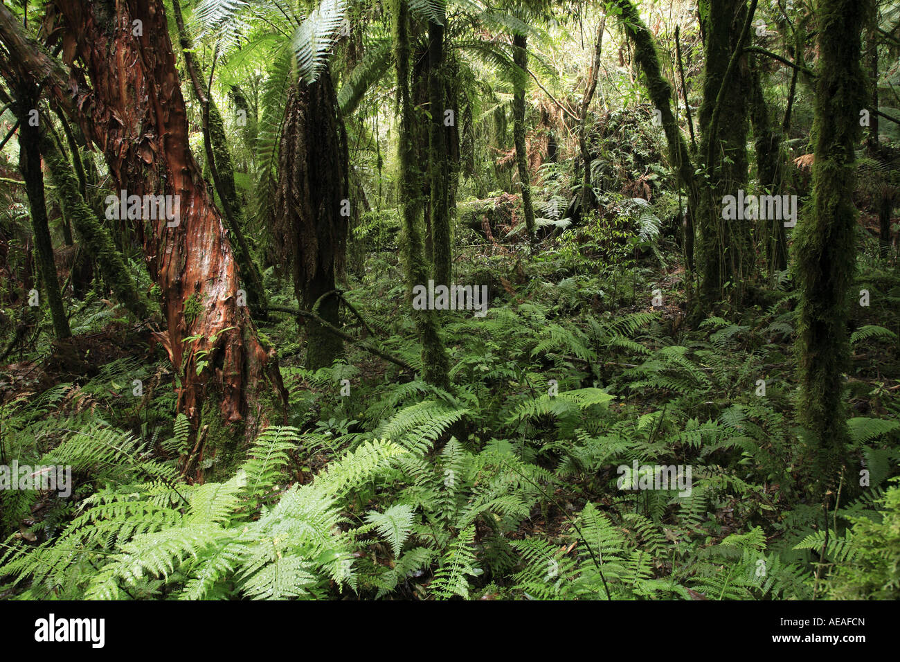 Pureora Forest Park, Central North Island, New Zealand Stock Photo - Alamy