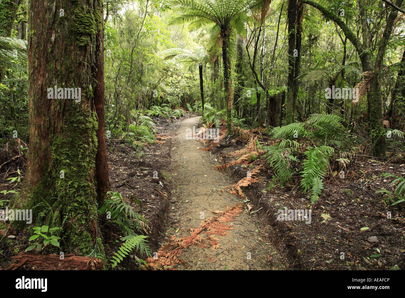 Pureora Forest Park, Central North Island, New Zealand Stock Photo - Alamy