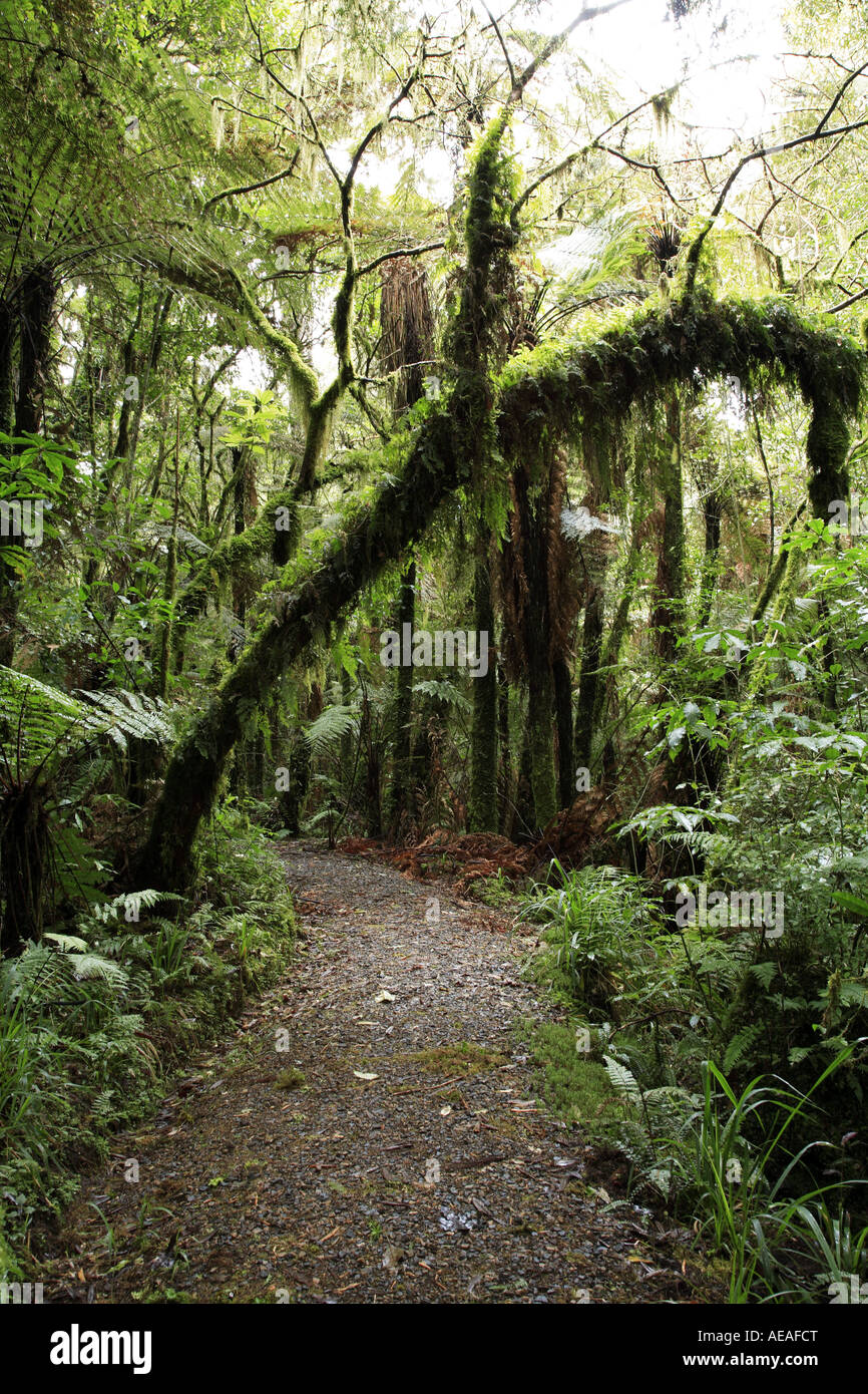 Trail inside Pureora Forest Park, Central North Island, New Zealand ...