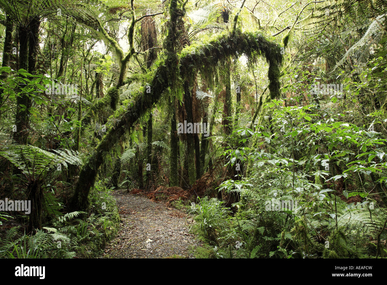 Trail in Pureora Forest Park, Central North Island, New Zealand Stock ...