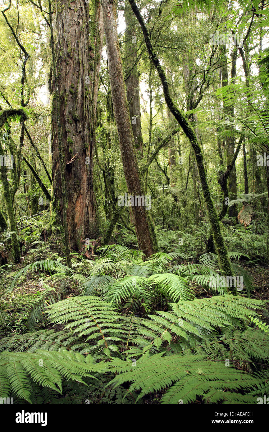 Pureora Forest Park, Central North Island, New Zealand Stock Photo - Alamy