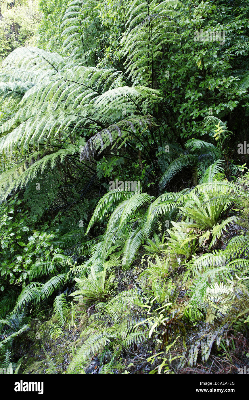 Backdrop of lush ferns hi-res stock photography and images - Alamy