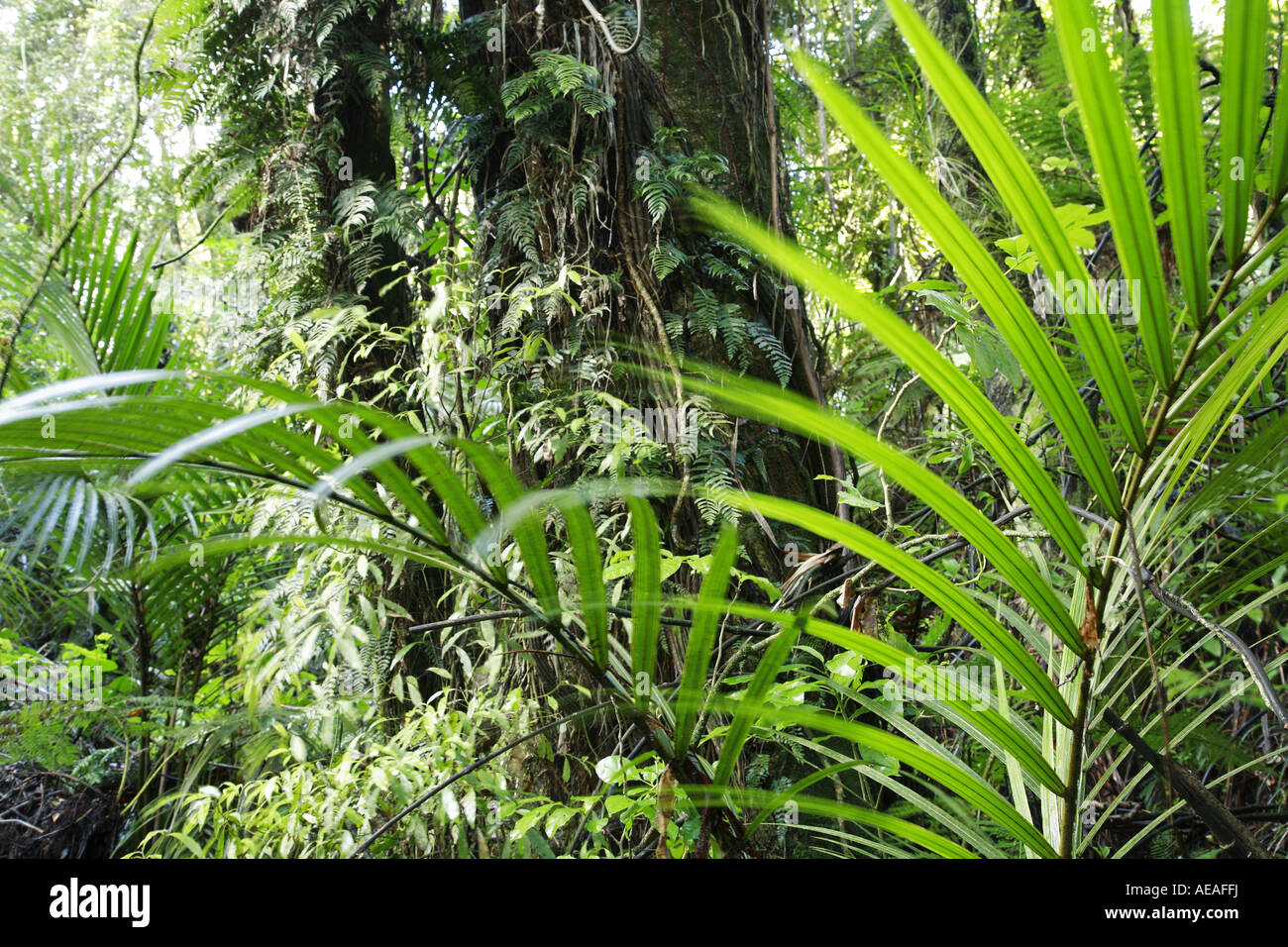 Tropical jungle vegetation Stock Photo - Alamy