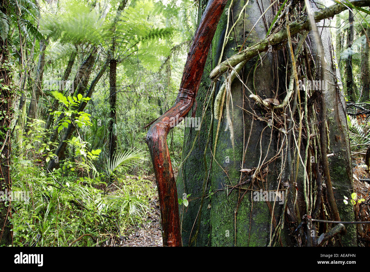 Vine growing on tree in jungle Stock Photo - Alamy