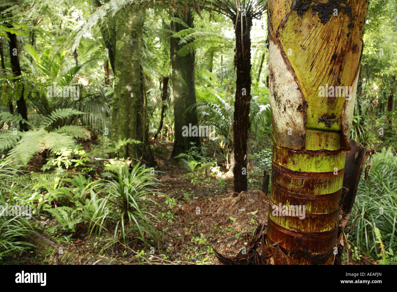 Nikau palm tree trunk, New Zealand Stock Photo - Alamy