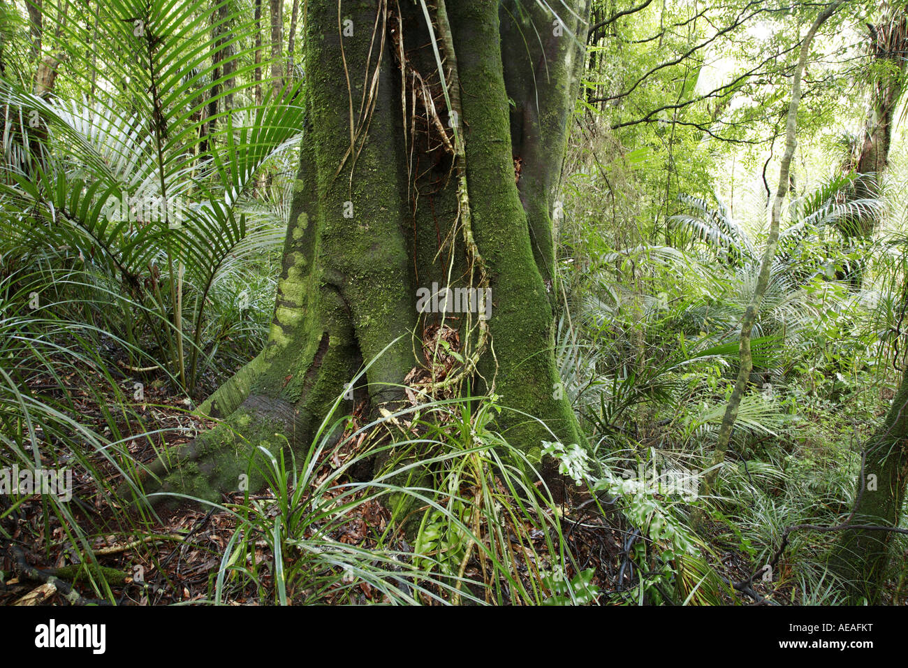Big tree trunk inside tropical forest Stock Photo - Alamy