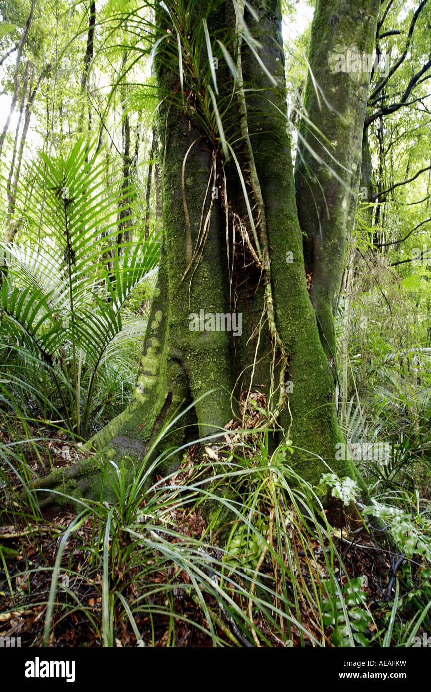 Large tree inside tropical forest Stock Photo - Alamy