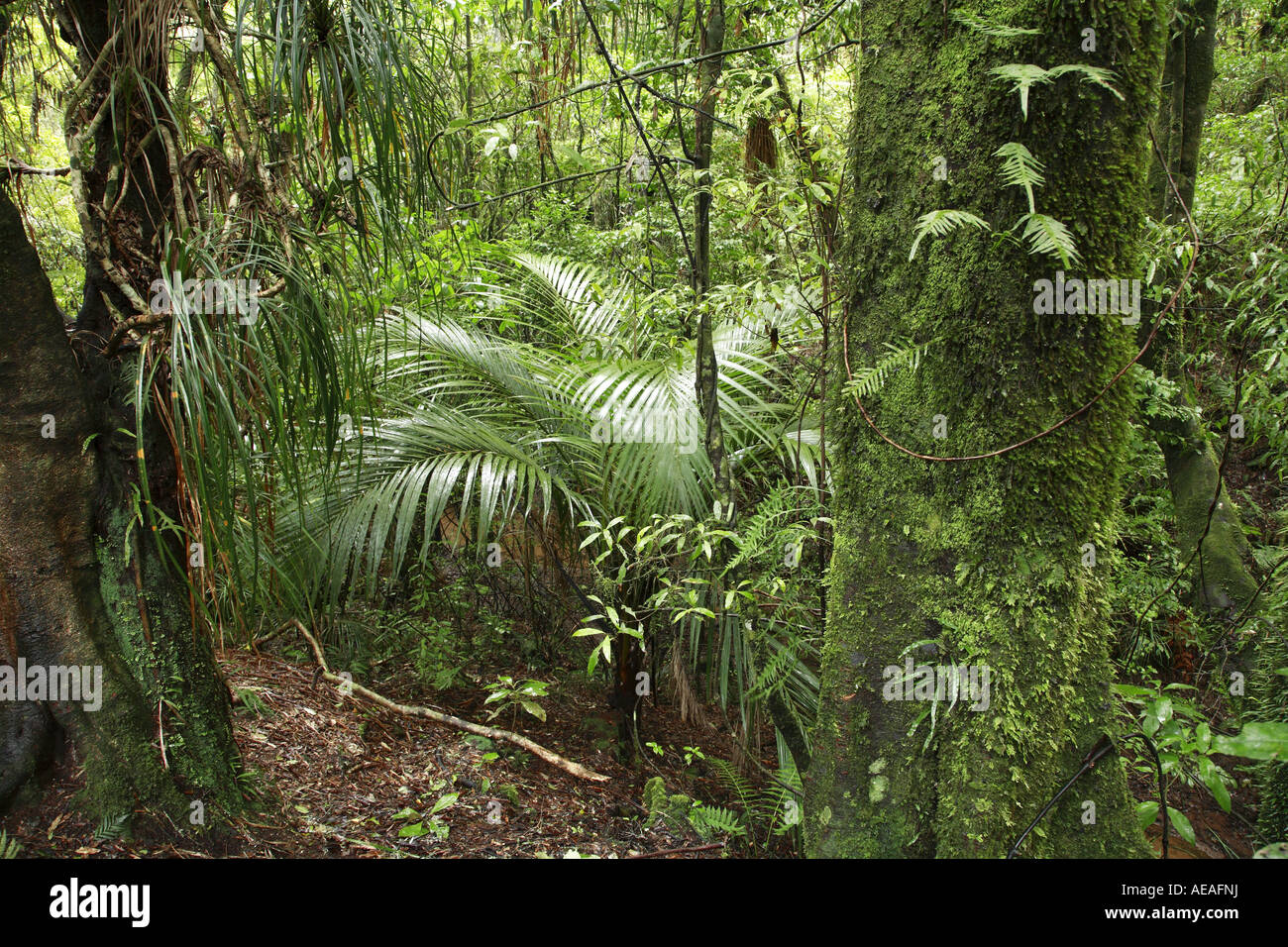 Beautiful lush forest, New Zealand Stock Photo - Alamy