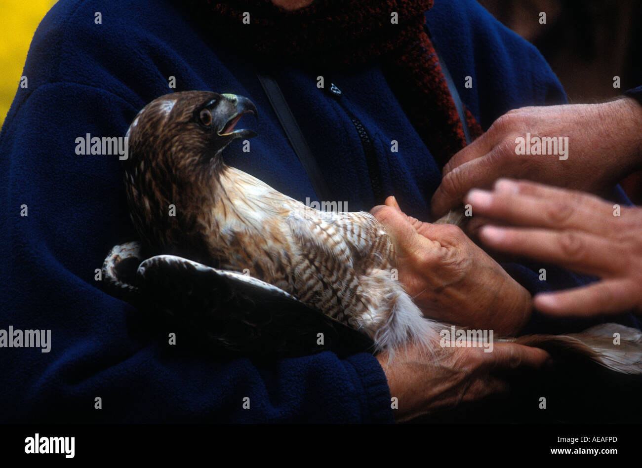 Woman holds hawk in her arms while bands are put on its legs Stock ...
