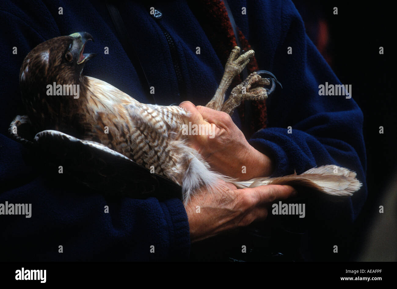 Woman holds hawk in her arms while bands are put on its legs Stock ...
