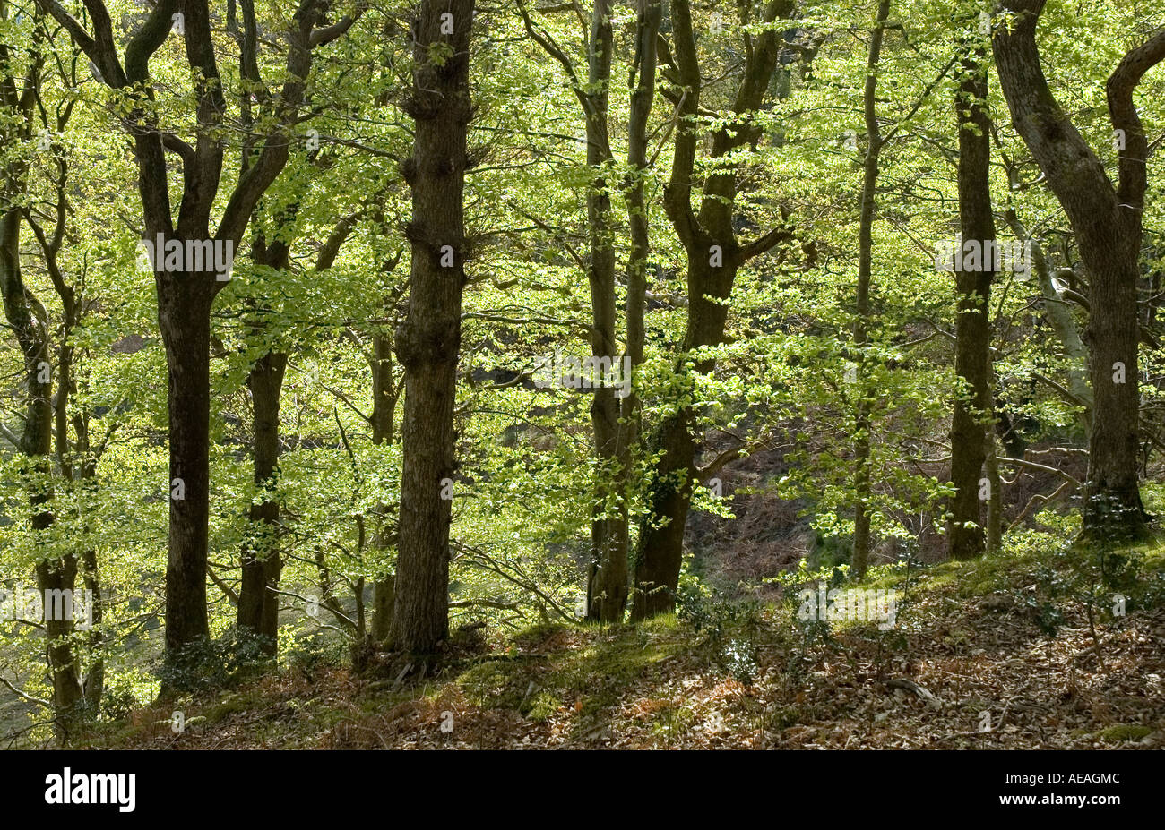 Beach trees Gwynedd North Wales Stock Photo - Alamy