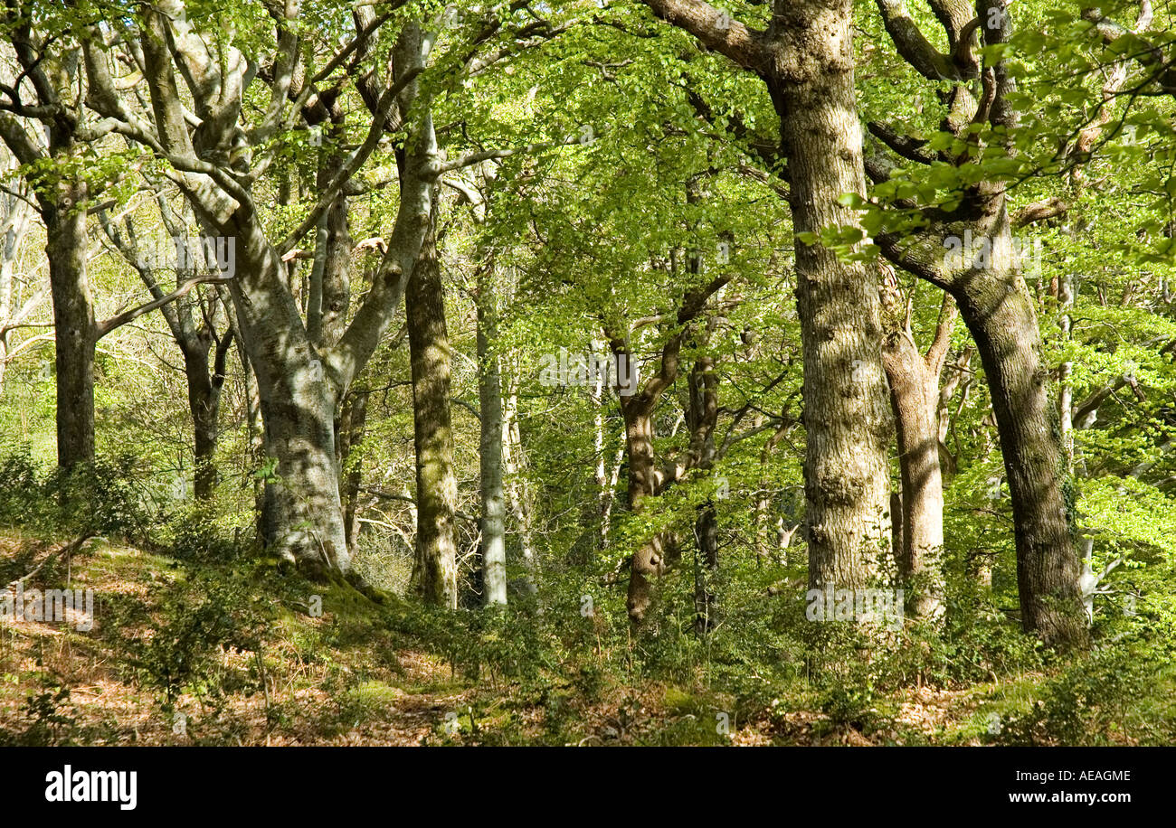 Beach trees Gwynedd North Wales Stock Photo - Alamy
