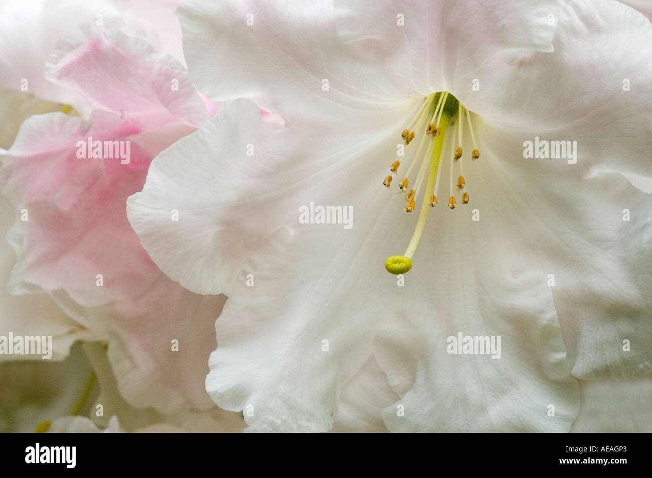 Close up of Rhododendron in the Rhododendron Walk Bowood Wiltshire ...