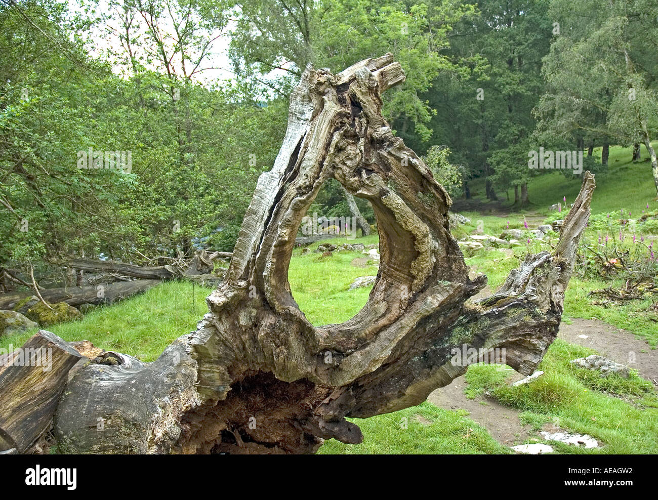 Old fallen trunk hi-res stock photography and images - Alamy