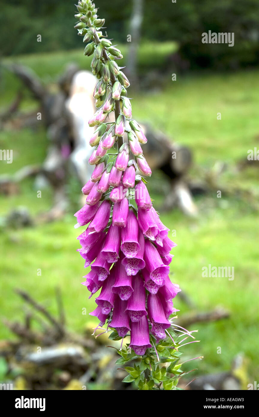 Mauve foxgloves hi-res stock photography and images - Alamy
