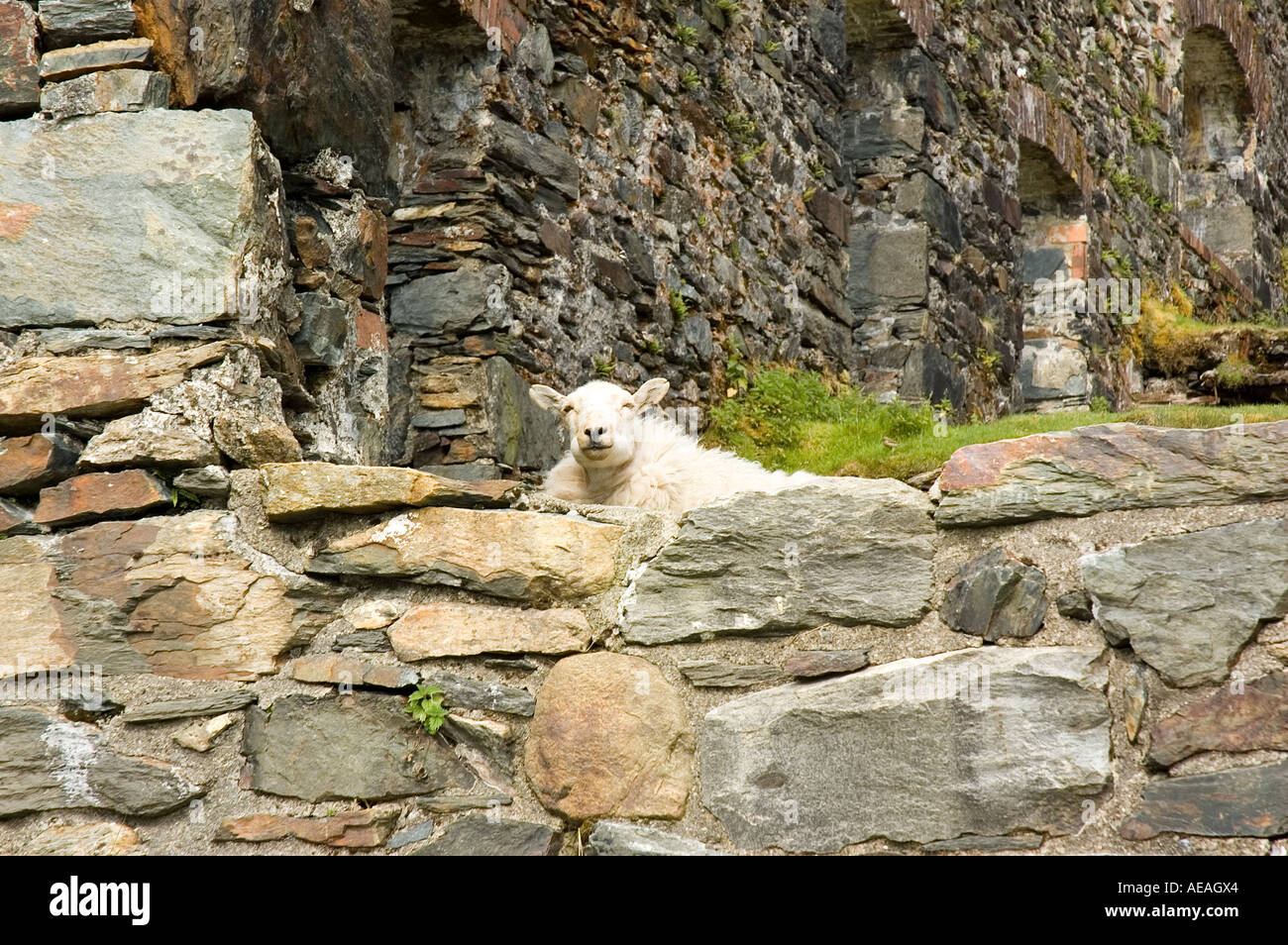 Sheep by stone wall Stock Photo - Alamy